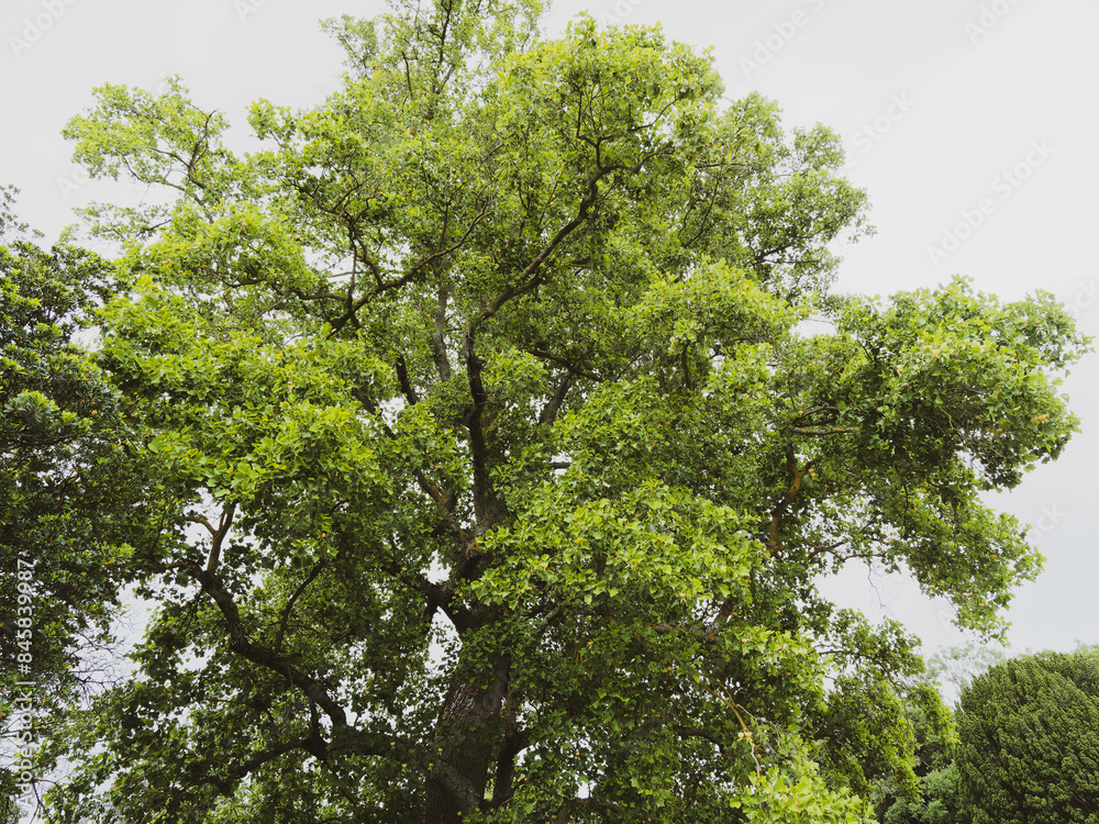 (Liriodendron tulipifera) American tulip tree or yellow-poplar tree ...