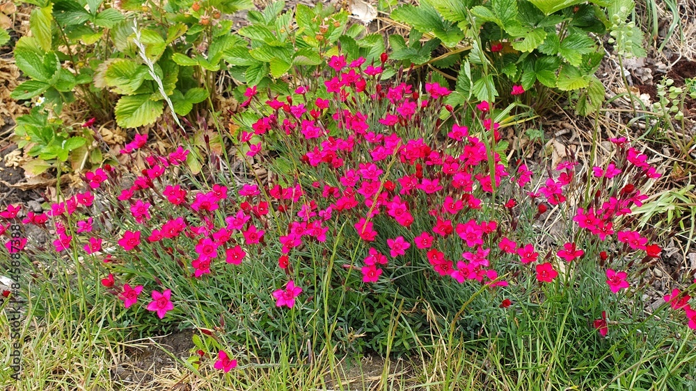 Sweden. Dianthus deltoides, the maiden pink, is a species of Dianthus ...