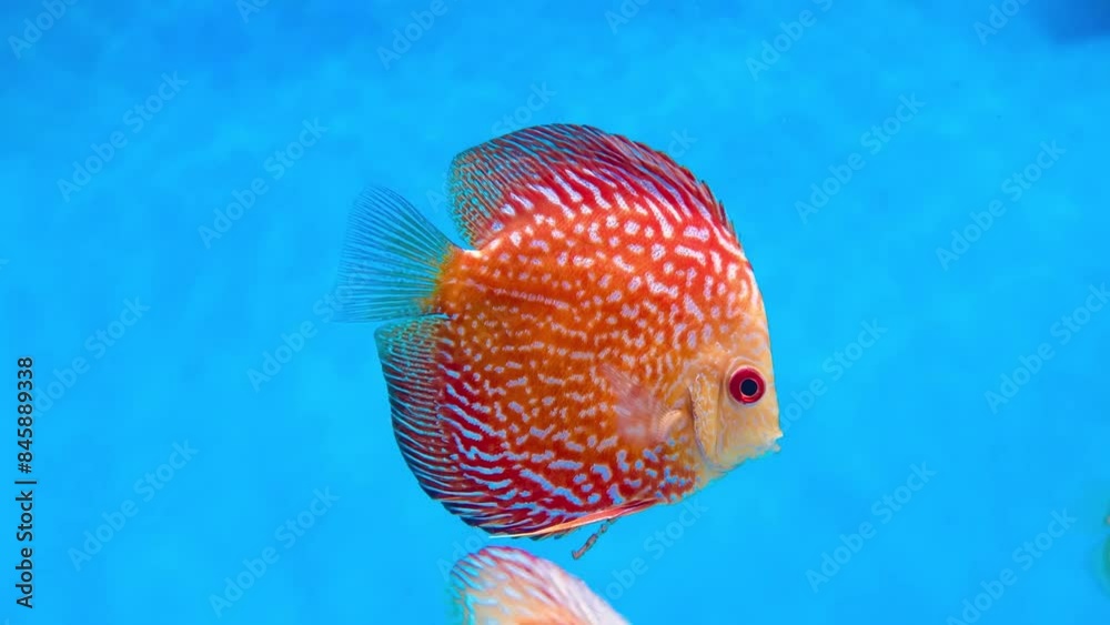 4K This clip features brightly colored discus fish swimming in an ...