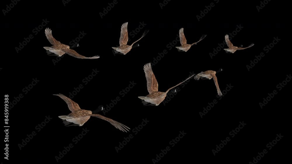 Wedge of 7 Wild Geese - Flock of Seven Waterfowl Hunt Game Birds ...