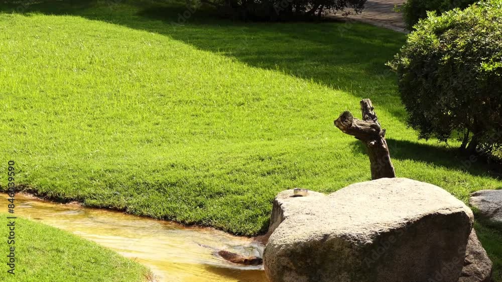 Nutria sailed along the stream and ate the contents of tin, which stood ...