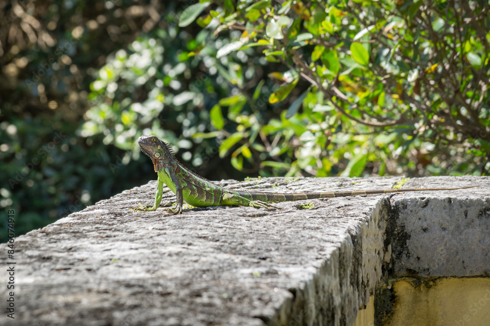 Green iguana lizard on a stone parapet in front of green tree branches ...