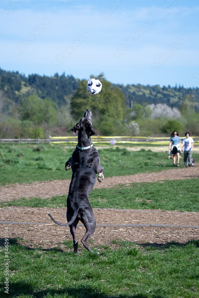 Dark gray Great Dane playing catch with a soccer ball in a grass field ...