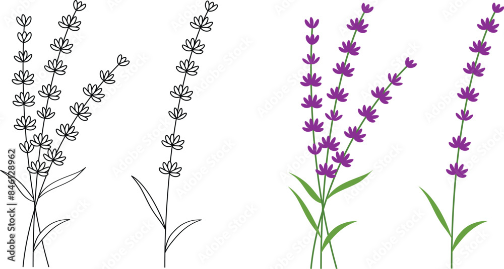Lavender Flower Outline Drawing Coloring Page for Kids and Adults Stock ...