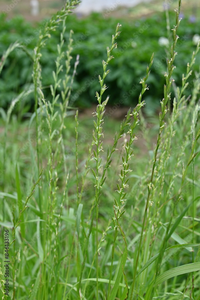 Perennial ryegrass (Lolium perenne) flowers. Poaceae perennial plants ...