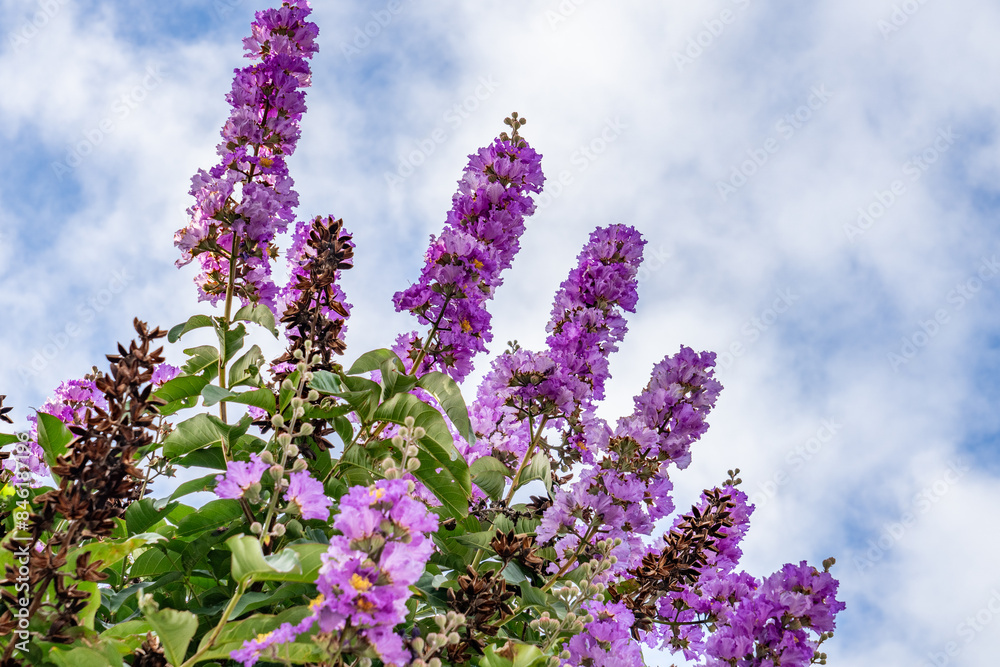 Lagerstroemia speciosa (giant crepe-myrtle, Queen's crepe-myrtle ...