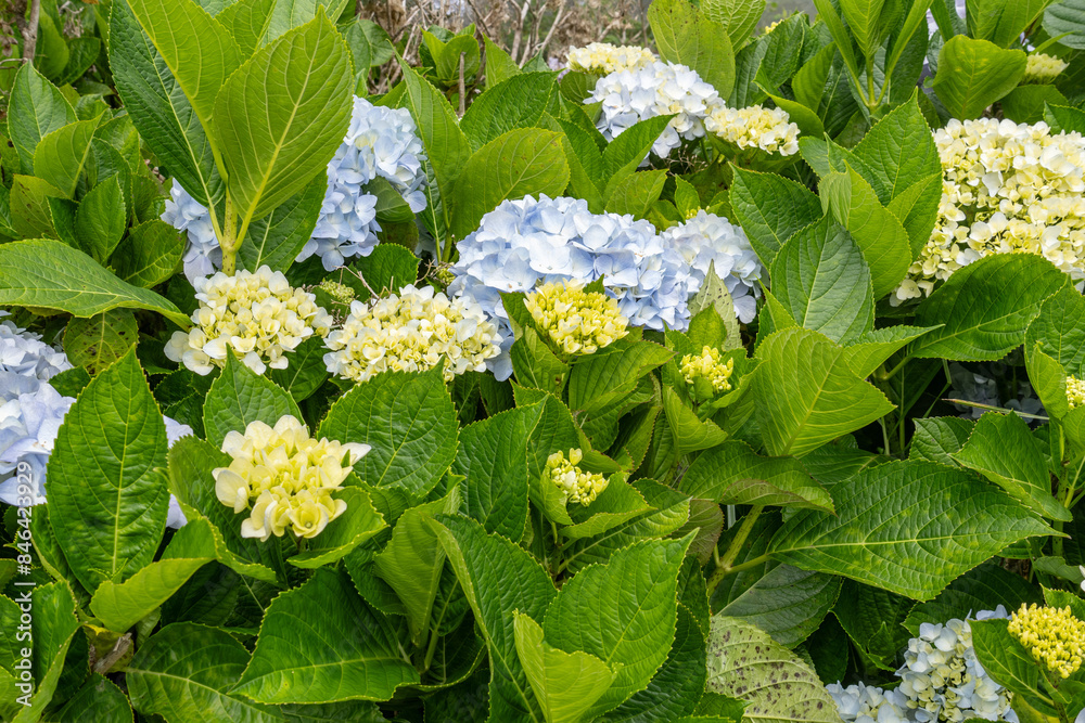 Hydrangea macrophylla flowering plant, family Hydrangeaceae, bigleaf ...
