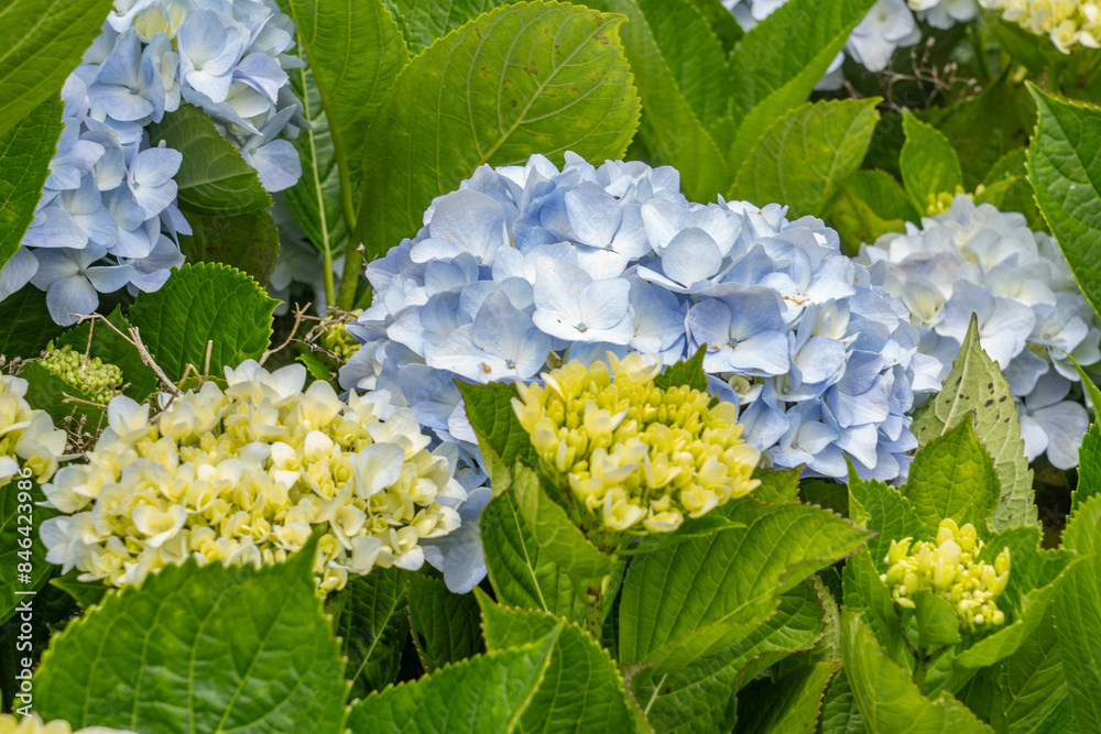 Hydrangea macrophylla flowering plant, family Hydrangeaceae, bigleaf ...