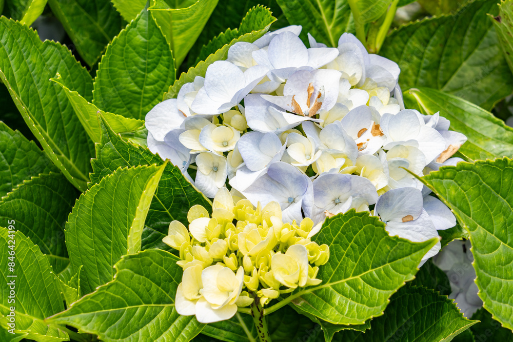 Hydrangea macrophylla flowering plant, family Hydrangeaceae, bigleaf ...
