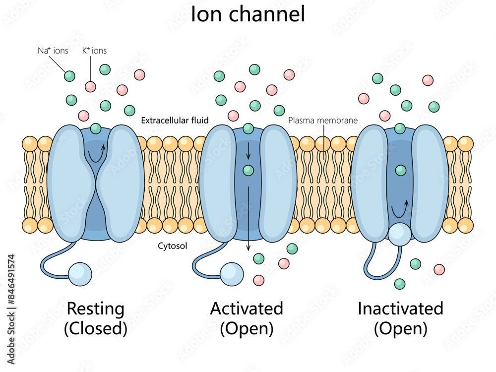 resting, activated, and inactivated states of an ion channel in the ...