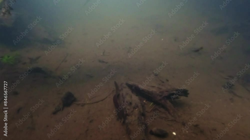 Leeches at the bottom of a stream, waiting for their prey. Underwater ...