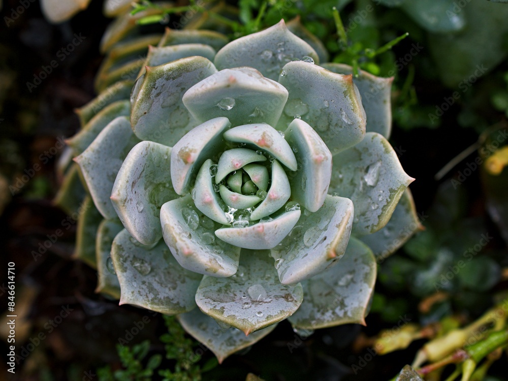 Macro succulent Cactus plant ,Echeveria elegans ,Rose Cabbage ,thick ...