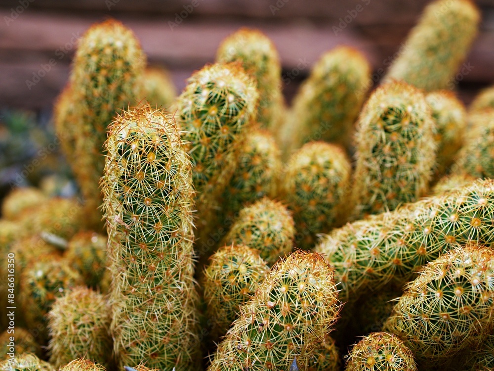 Macro cactus Mammillaria elongata rubra copper King ,Gold lace Cactus ...