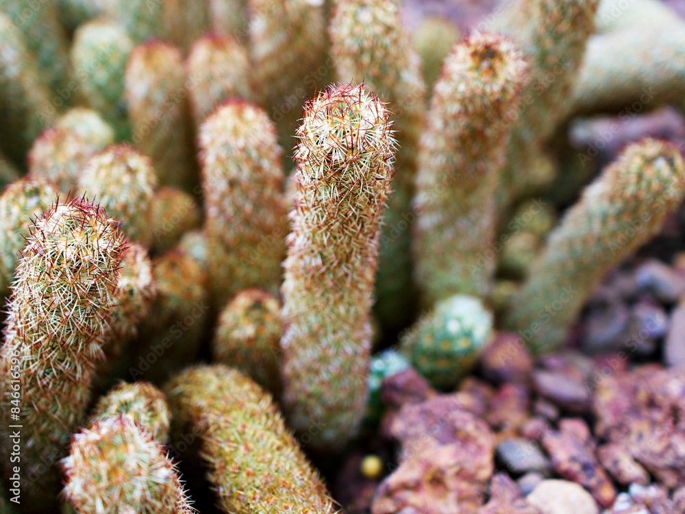 Macro cactus Mammillaria elongata rubra copper King ,Gold lace Cactus ...