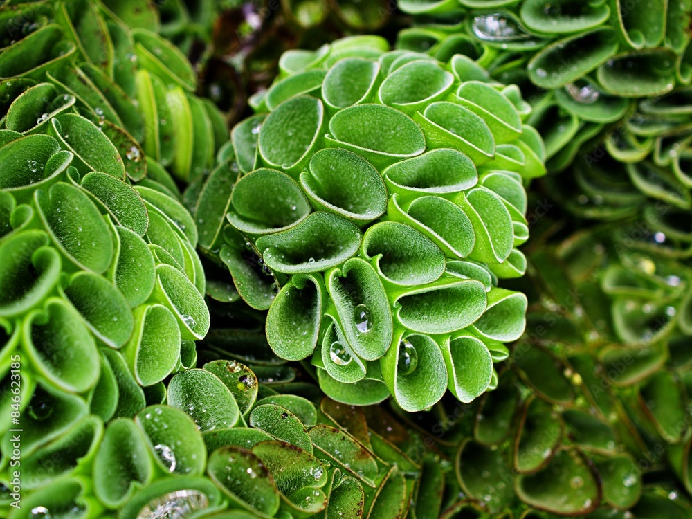 Macro green Giant Salvinia molesta ,weed water plants ,aquatic fern ...