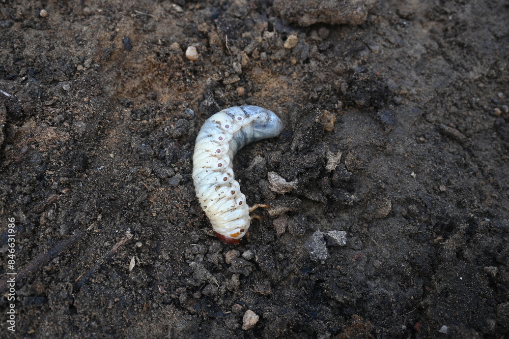 Cockchafer larva. Its other names Melolontha melolontha, white grub ...
