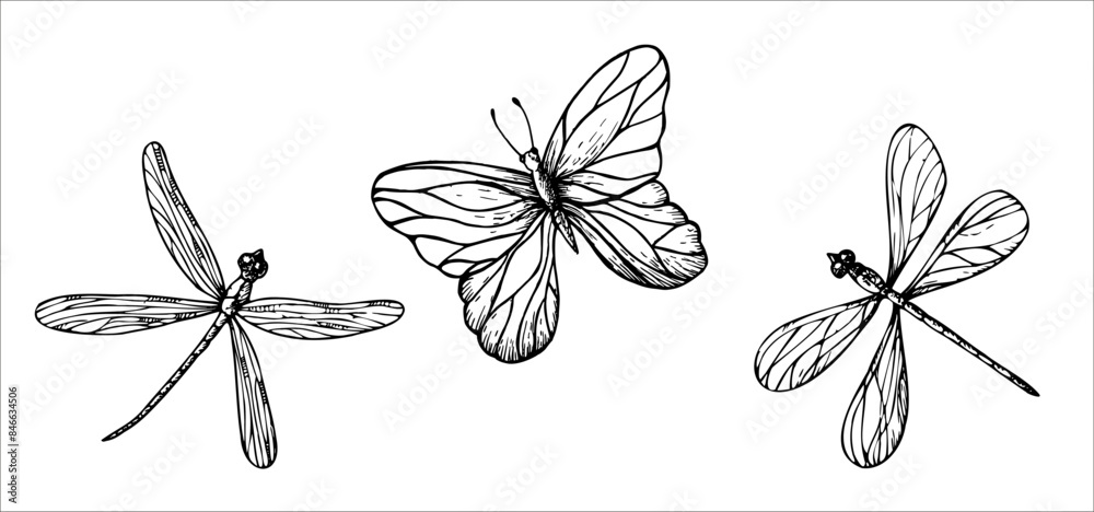 Vector cute dragonflies and butterfly.. Hand painted linear insects ...