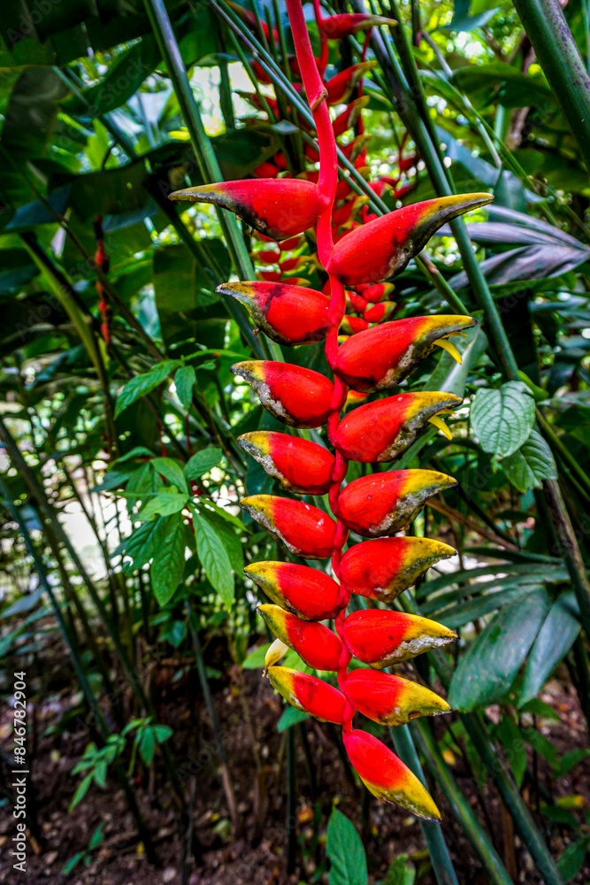 Tropical flowers of Jamaica, Dominican Republic, Cuba, Cayman Islands ...