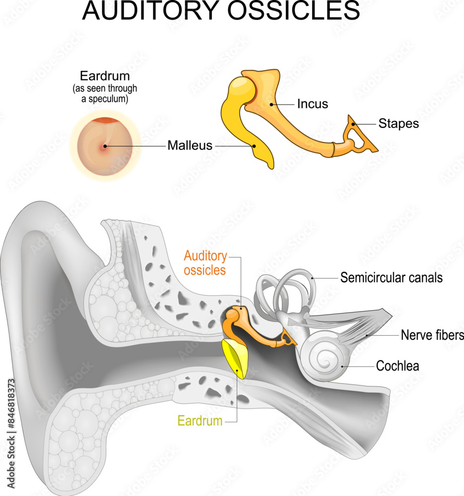 Auditory ossicles. Ear anatomy Stock Vector | Adobe Stock