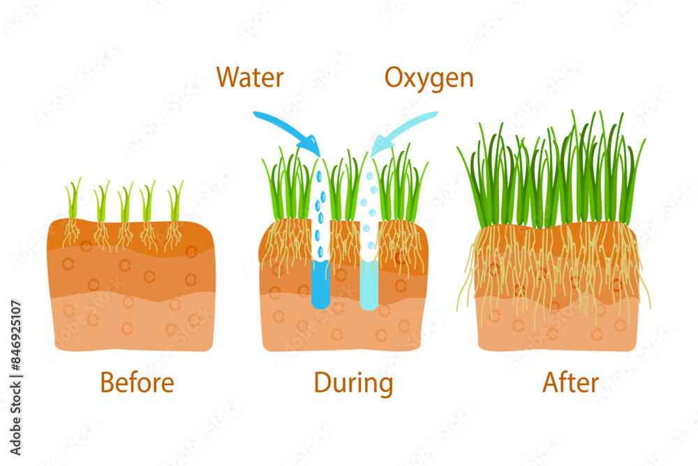 Lawn aeration stage illustration. Before and after aeration. Gardening ...
