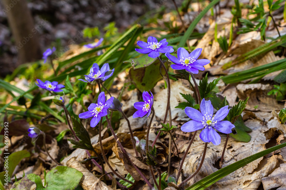 A delicate and elegant image of Hepatica nobilis, liverleaf or ...
