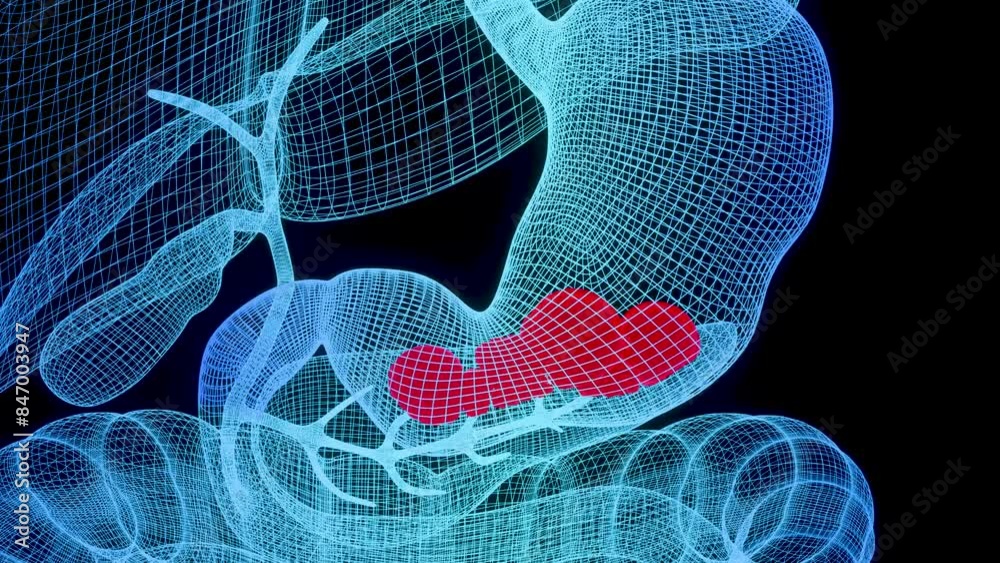 Human Stomach Anatomy Digestion, esophagus abdomen gastric with acid ...