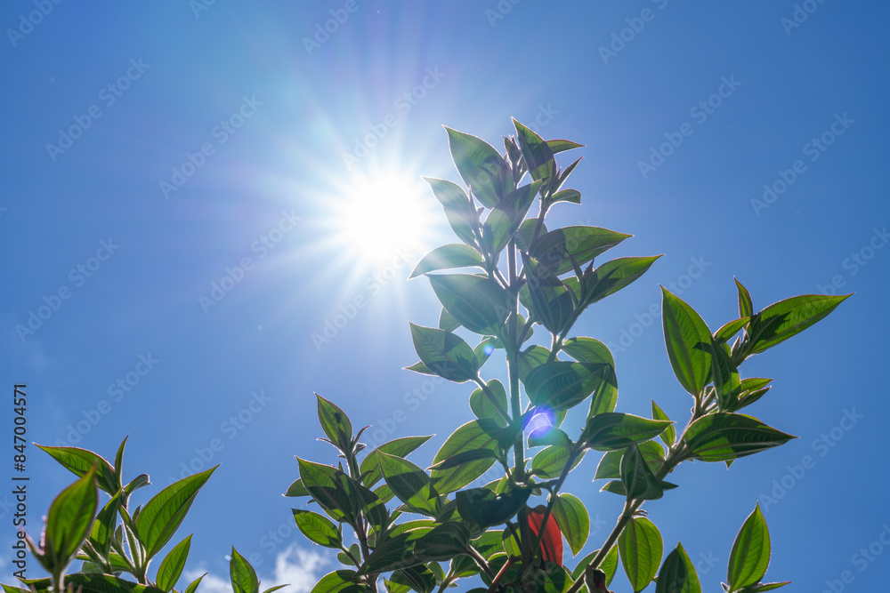 Pleroma urvilleanum, Tibouchina urvilleana, flowering plant in the ...