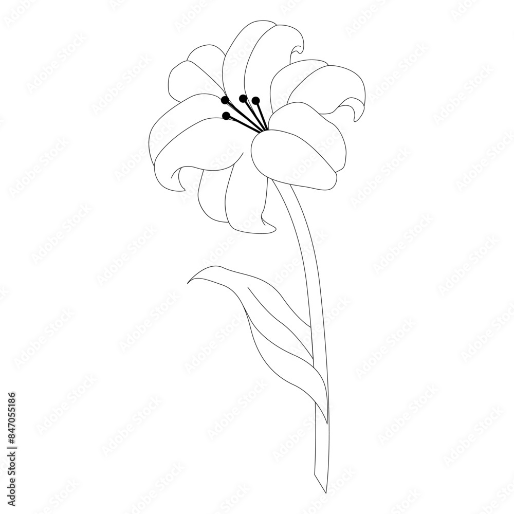 Lily Line Drawing. Black and white Floral Bouquets. Flower Coloring ...