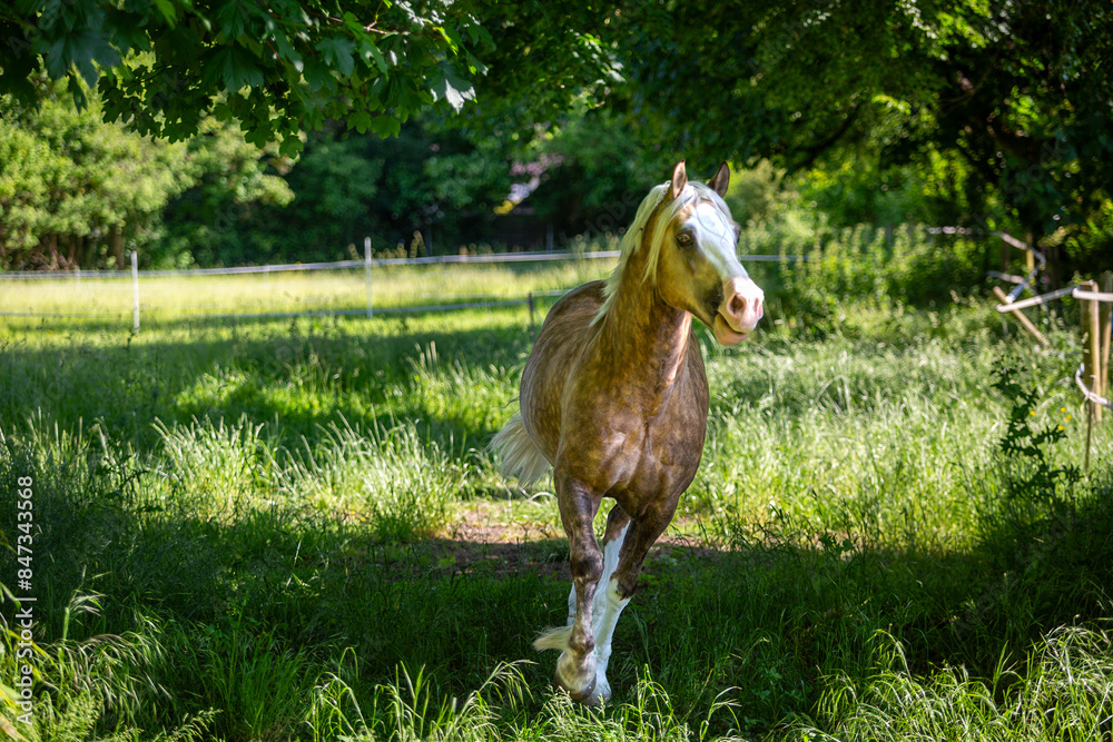 Horse in a long grass field, Image shows a Section D Welsh cob palomino ...