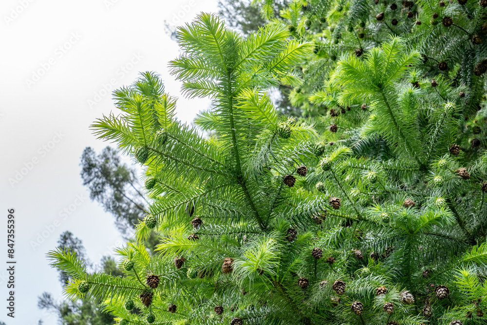 Cunninghamia lanceolata is a species of tree in the cypress family ...