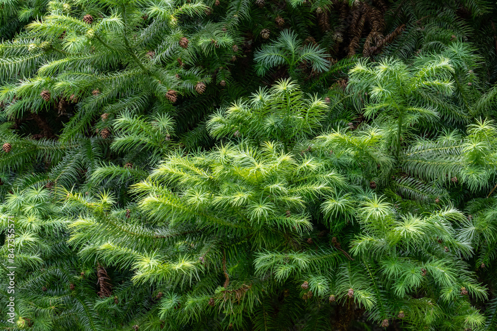 Cunninghamia lanceolata is a species of tree in the cypress family ...