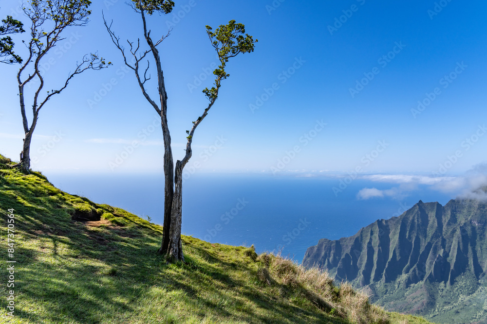 Metrosideros polymorpha, the ʻōhiʻa lehua, flowering evergreen tree in ...