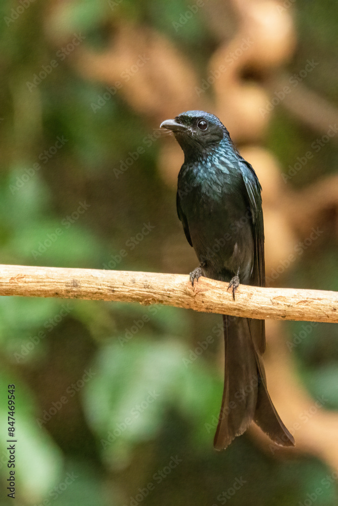 The Black Drongo (Dicrurus macrocercus) is a medium-sized bird with ...