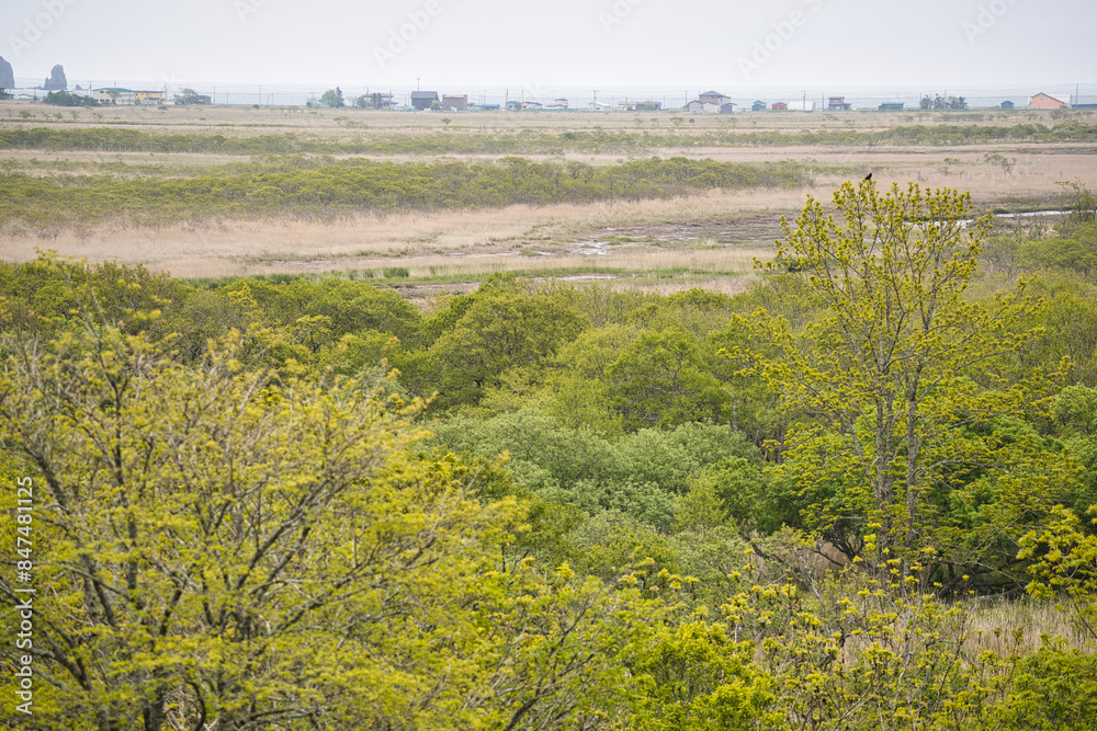 Hokkaido,Japan - June 6, 2024: Yachibouzu Boardwalk at Kiritappu ...
