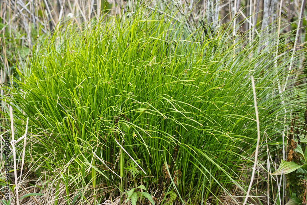 Hokkaido,Japan - June 6, 2024: Yachibouzu Boardwalk at Kiritappu ...