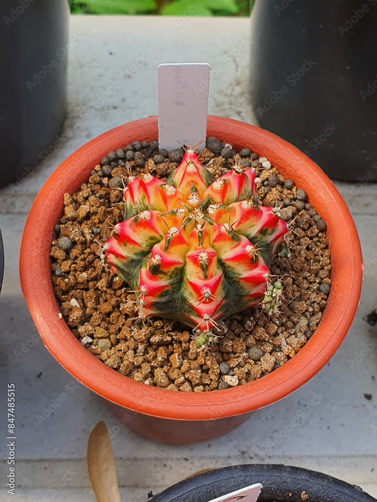 Gymnocalycium Cactus. Its flame-like color contrasts perfectly with the ...