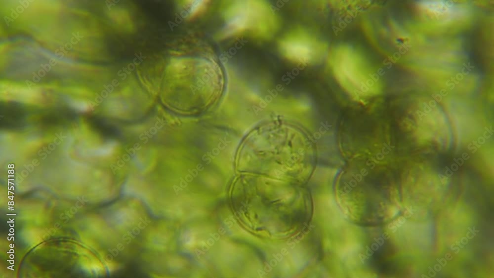 Chloroplast under microscope. Cell division. Cell Structure With Live ...