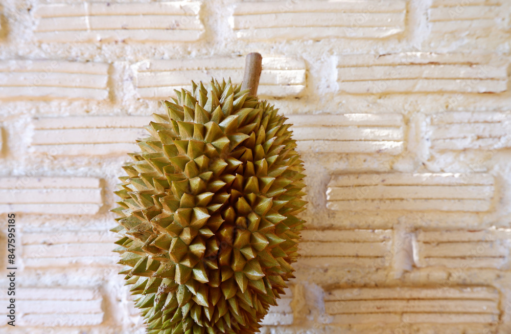 Durian fruit with cream brick wall background. Close-up durian peel ...