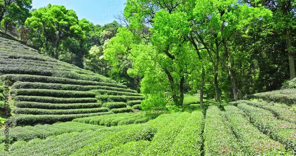 Green tea plantation and forest nature landscape in spring. Tea ...