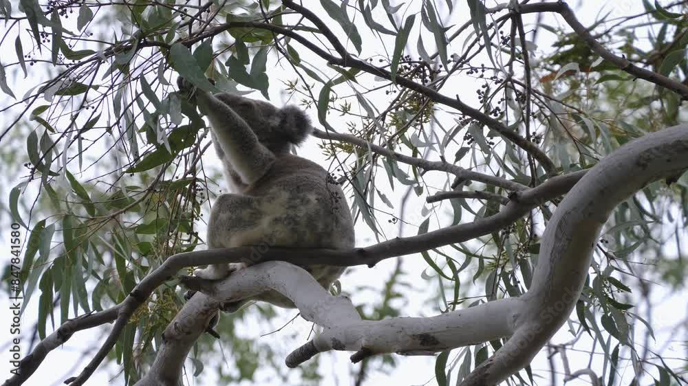 Australian Koala reaches high up and grabs the new leaves of an ...