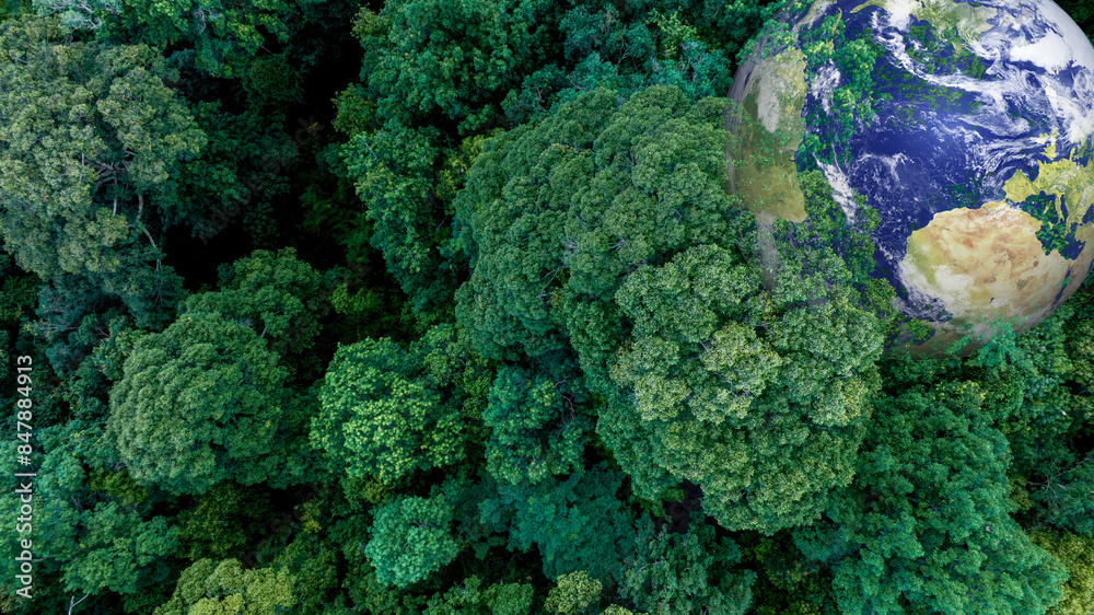 Aerial view of nature green forest and tree. Forest ecosystem and ...