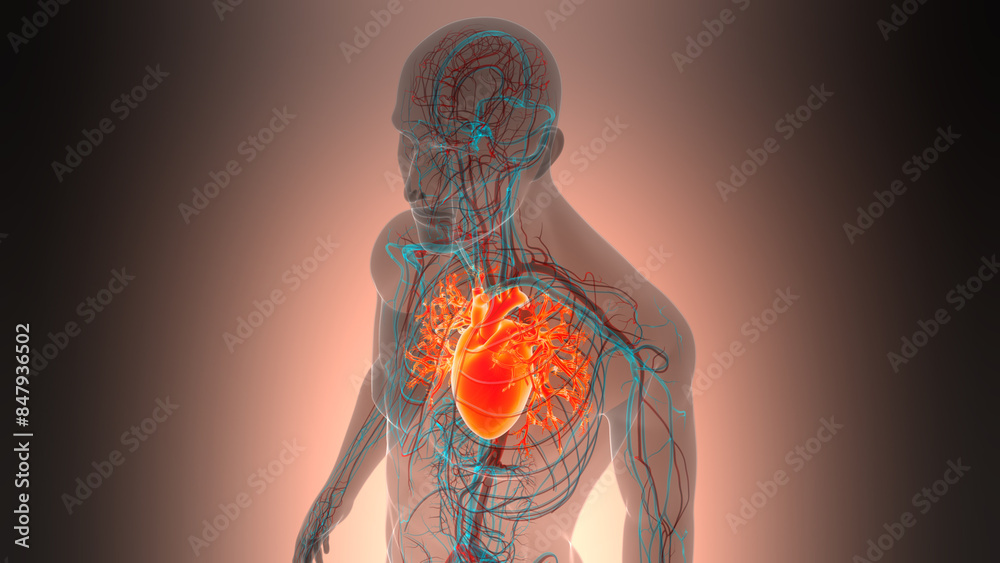 Human Circulatory System Heart Anatomy Stock Illustration | Adobe Stock