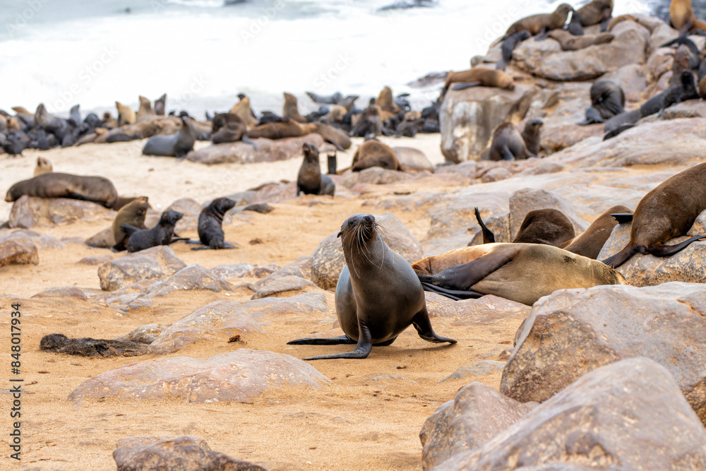 Seals on the beach. The Cape Cross Seal Reserve, the world’s largest ...