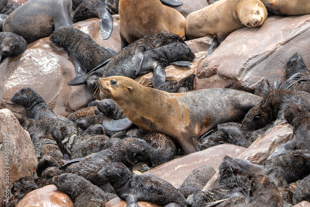Seals on the beach. The Cape Cross Seal Reserve, the world’s largest ...