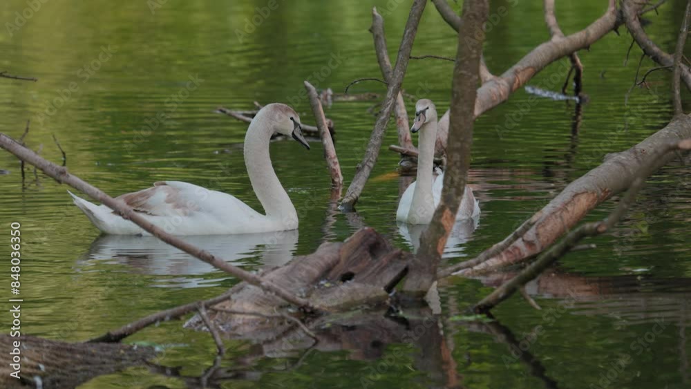 Beautiful white swans preen their feathers, drink water from the lake ...