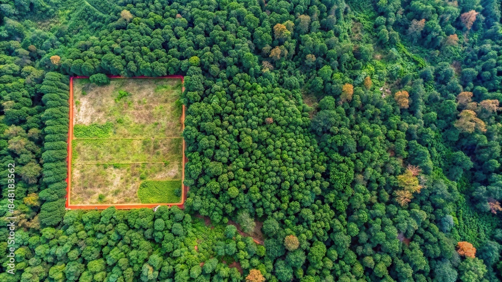 Satellite image of dense forest with visible signs of deforestation ...