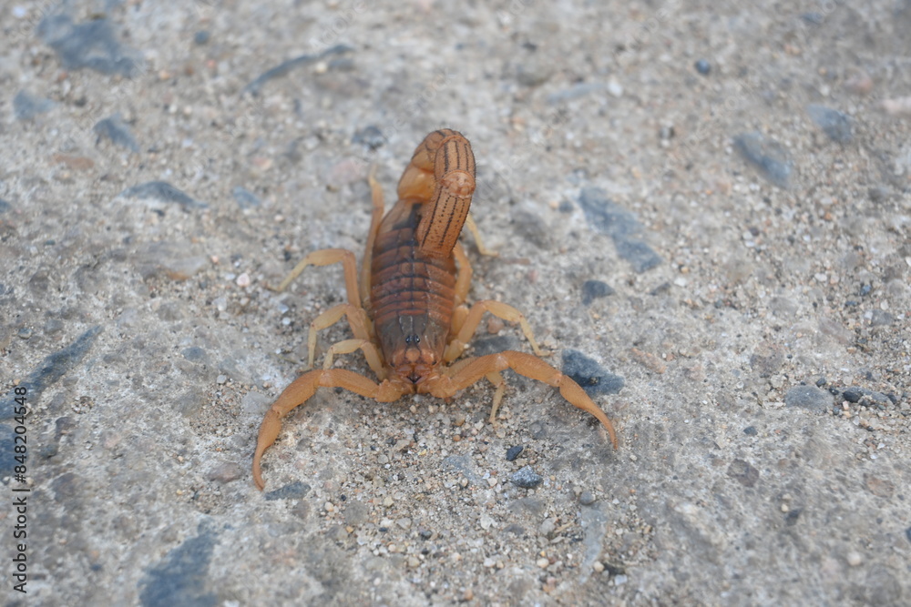 Indian red scorpion. It is considered to be the most lethal scorpion in ...