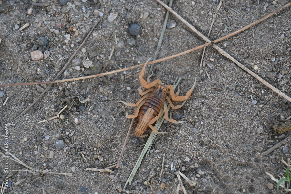 Indian red scorpion. It is considered to be the most lethal scorpion in ...