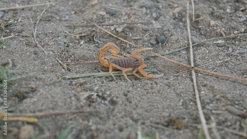 Indian red scorpion. It is considered to be the most lethal scorpion in ...