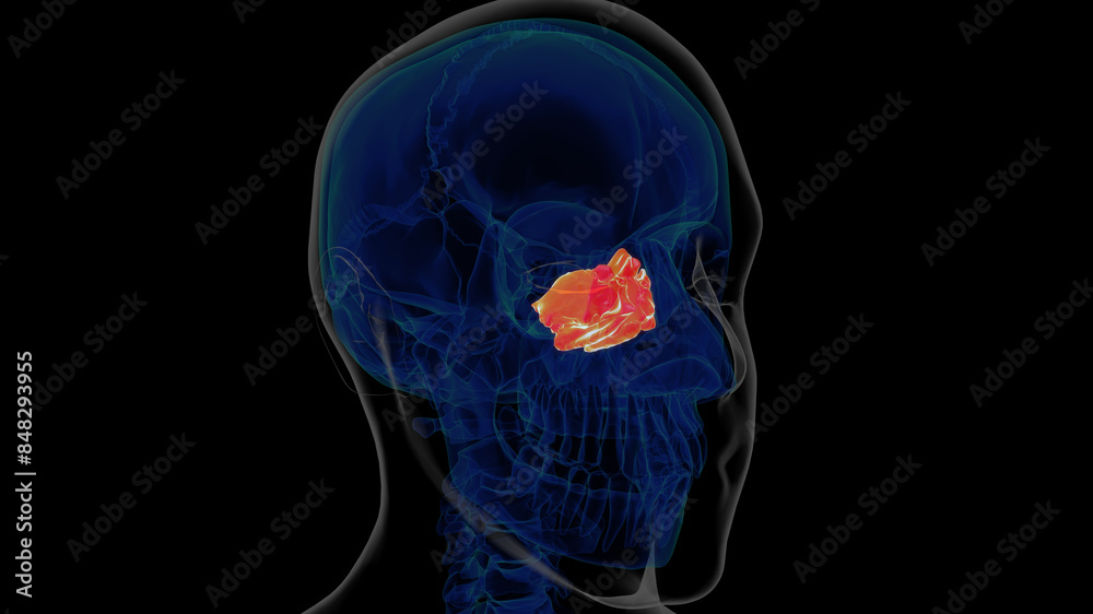 Human skeleton ethmoid bone anatomy for medical concept 3D rendering ...